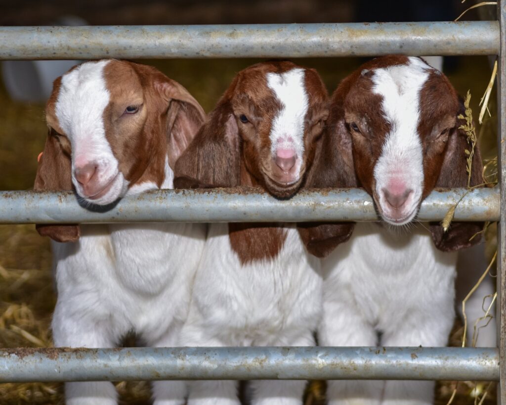 Boer Goats – Bvba Dyck Trading Company